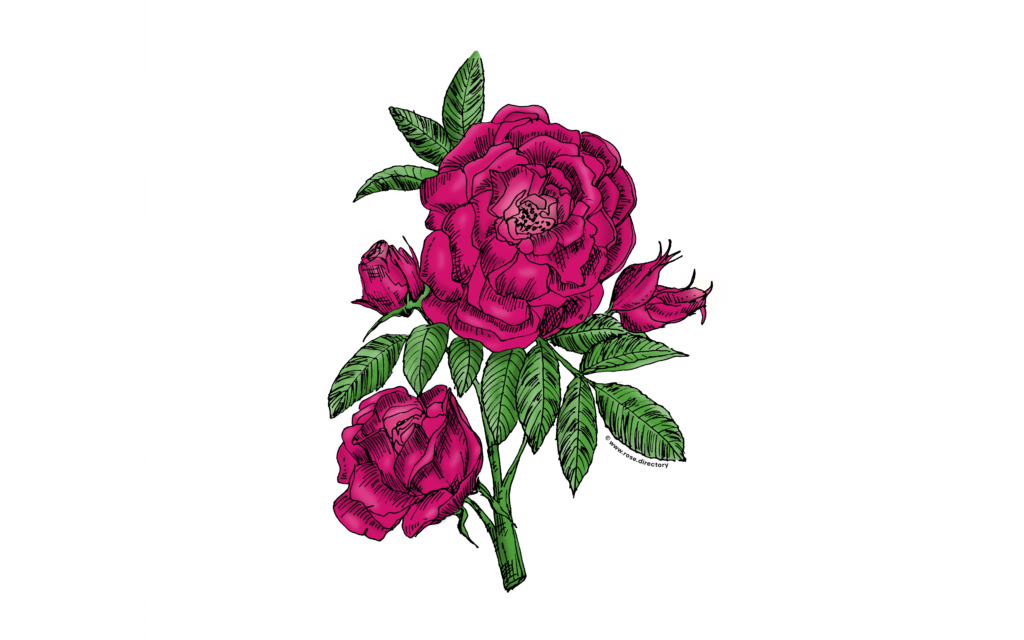 Dick Koster - Rose.Directory