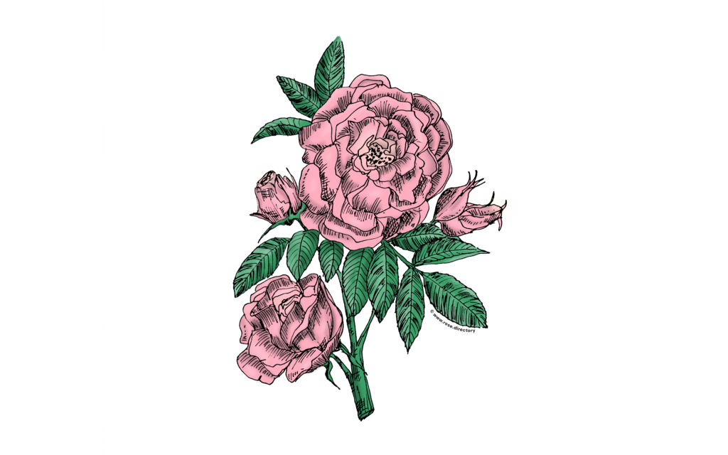 R. Multiflora Carnea - Rose.Directory