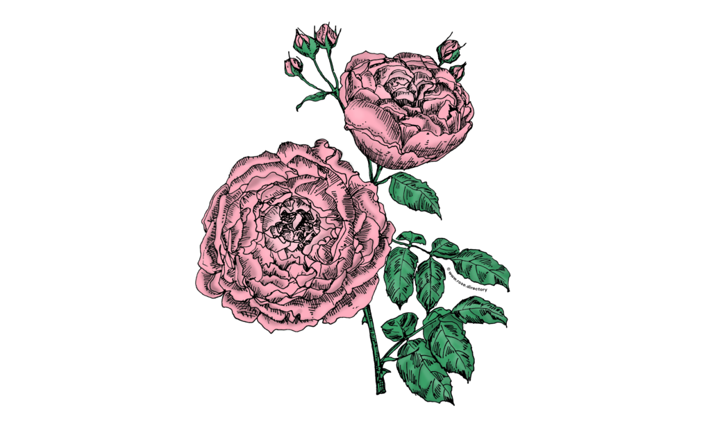 Gribaldo Nicola - Rose.Directory