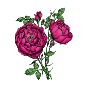 Where Rose Knowledge Blossoms: The Gardeners' Ultimate Guide to Roses ...