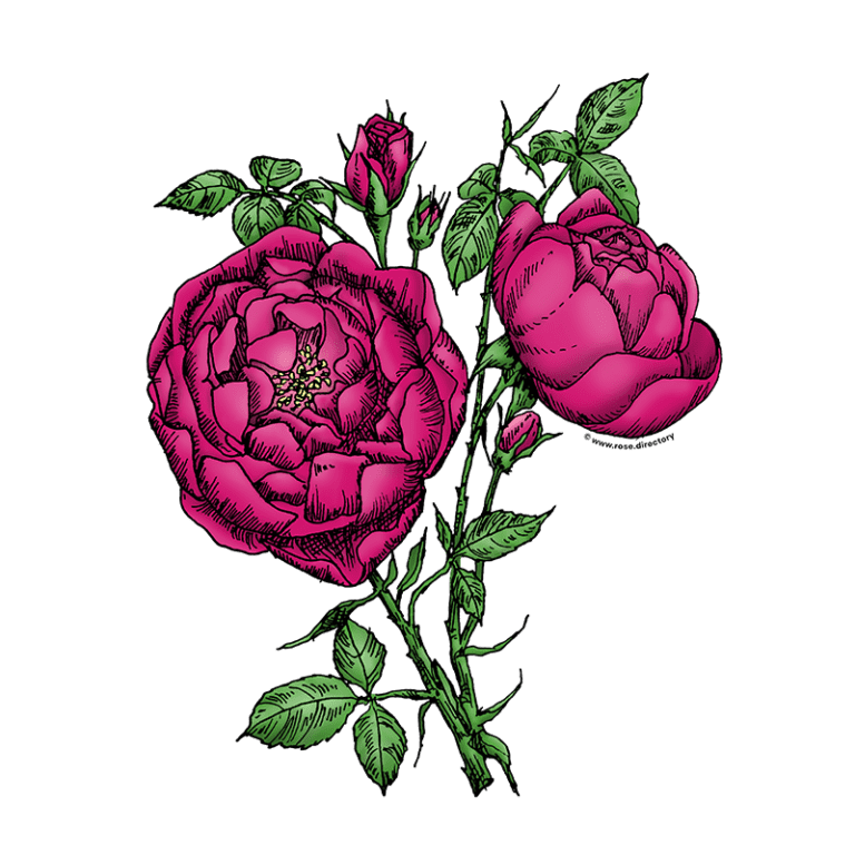 Where Rose Knowledge Blossoms: The Gardeners' Ultimate Guide to Roses ...