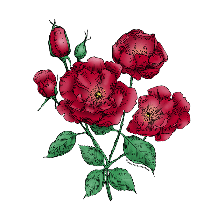 Where Rose Knowledge Blossoms: The Gardeners' Ultimate Guide to Roses ...