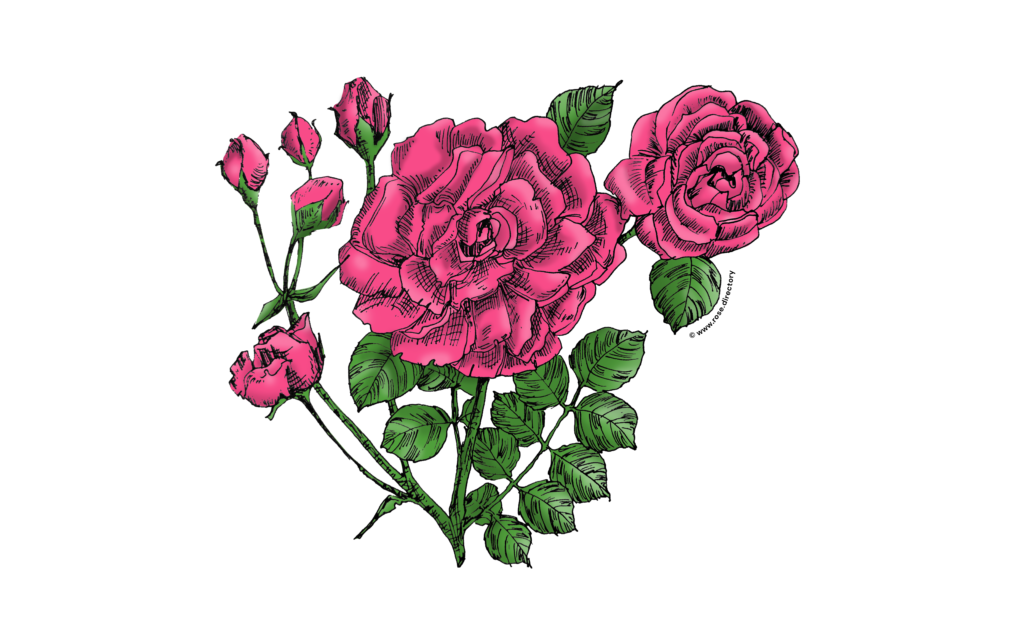 Eileen Low - Rose.Directory