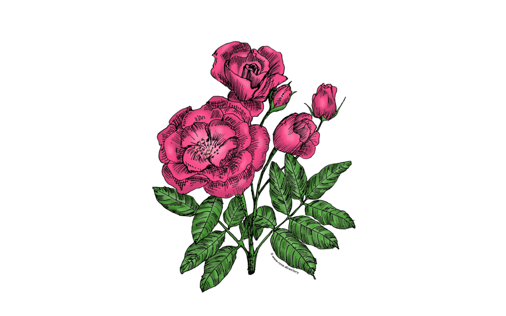 Cameo - Rose.Directory